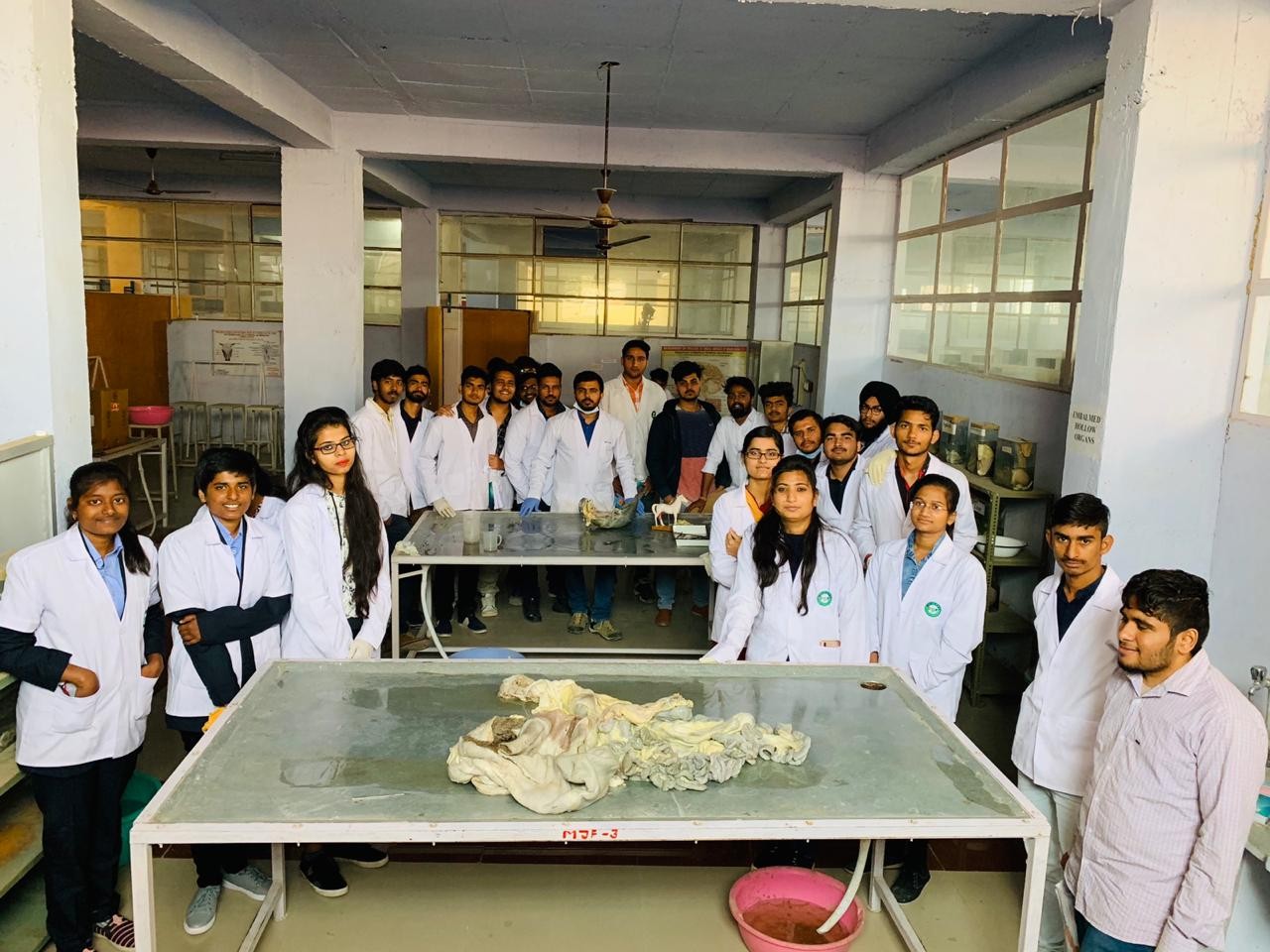 Veterinary Anatomy