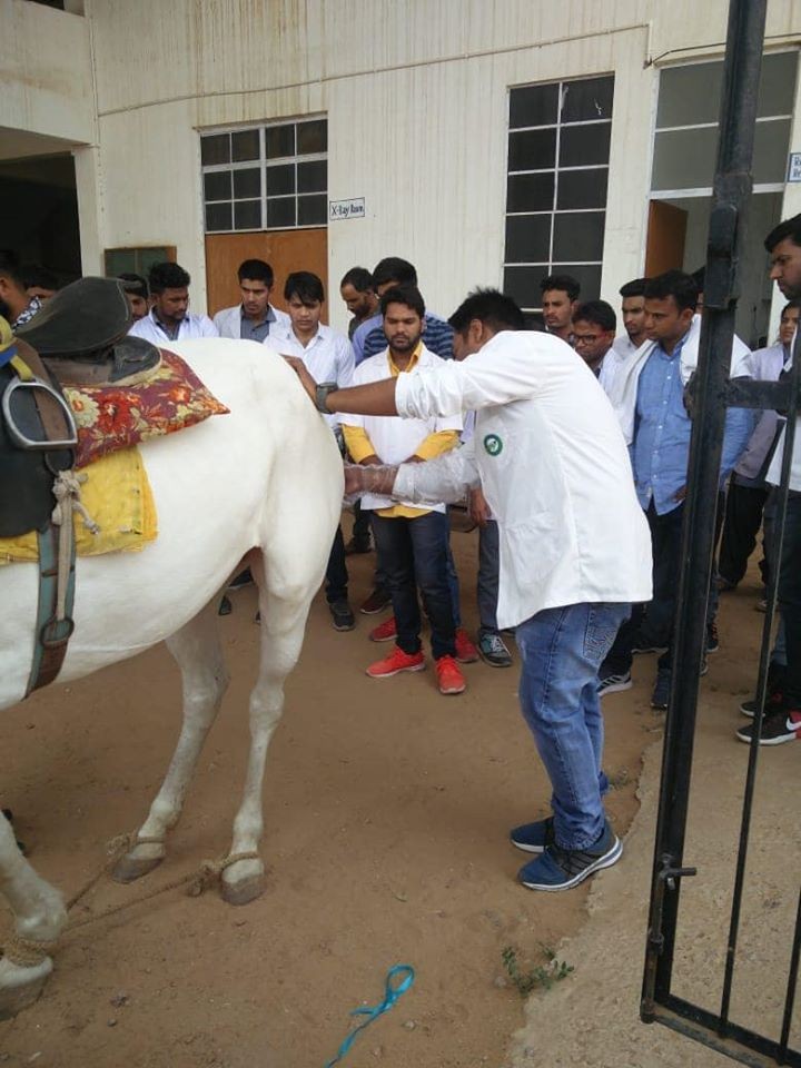 Veterinary Gynaecology and Obstetrics