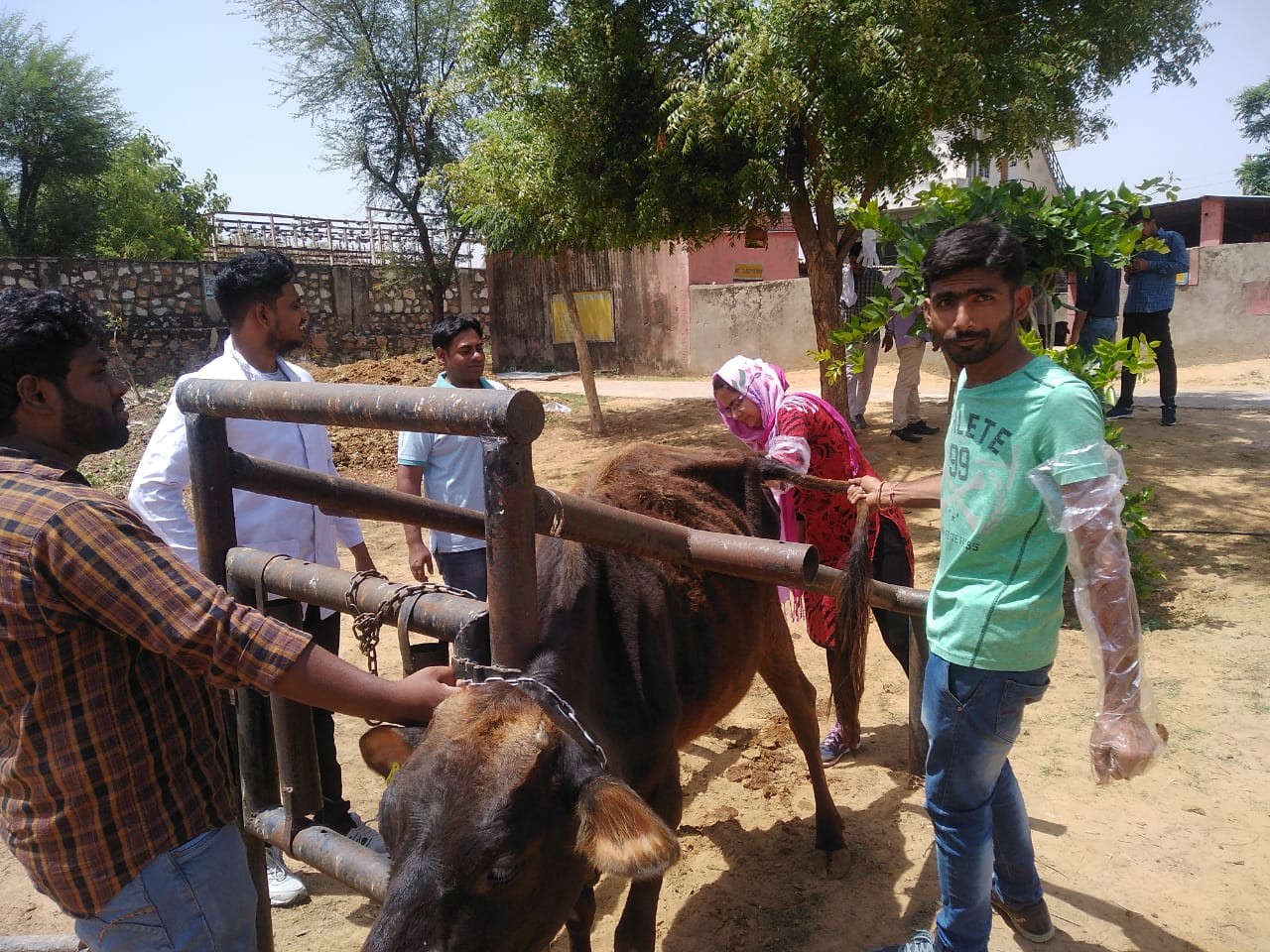 Veterinary Gynaecology and Obstetrics