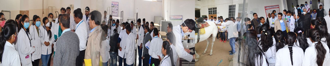 Veterinary Gynaecology and Obstetrics