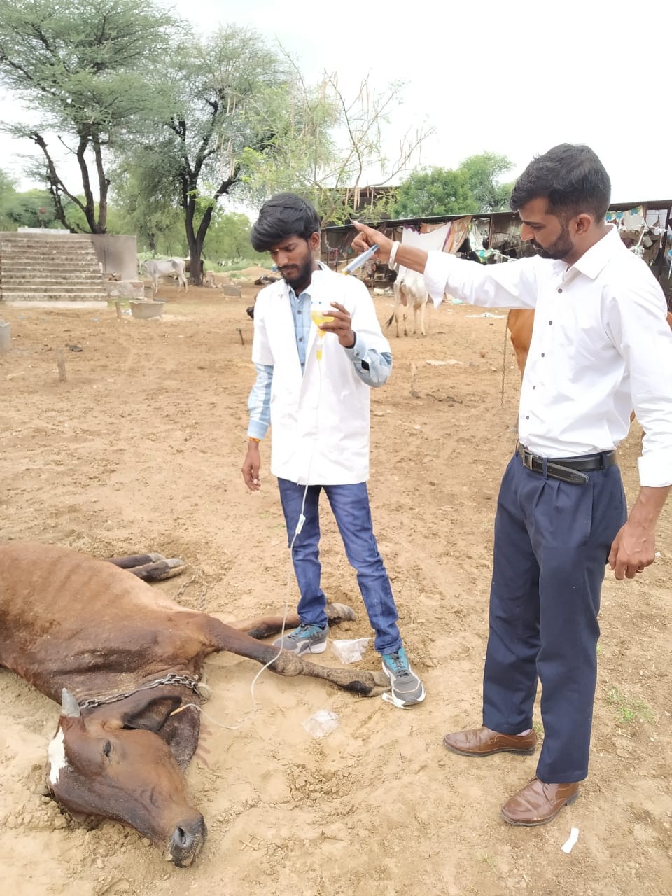 Free animal treatment done at village Balekhan gaushala chomu
