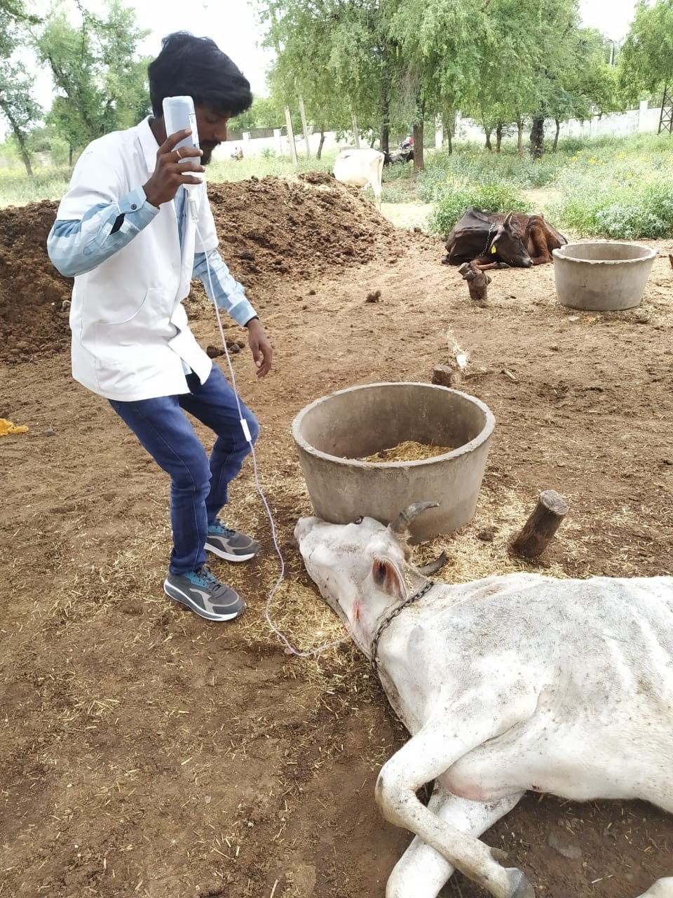 Free animal treatment done at village Balekhan gaushala chomu
