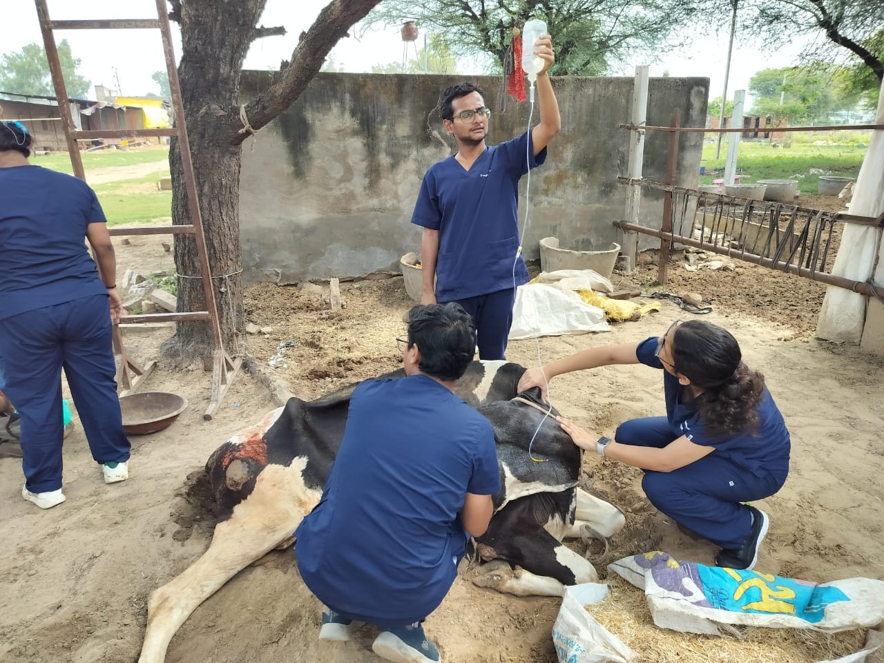 Free Treatment of Animal Done At Balekhan Gaushala Chomu- 18-08-2025